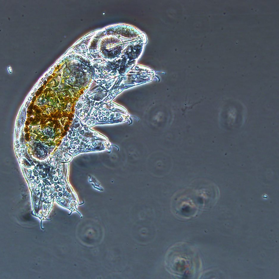 Жизнь и смерть микроорганизмов в объективе доктора наук - Animal.by